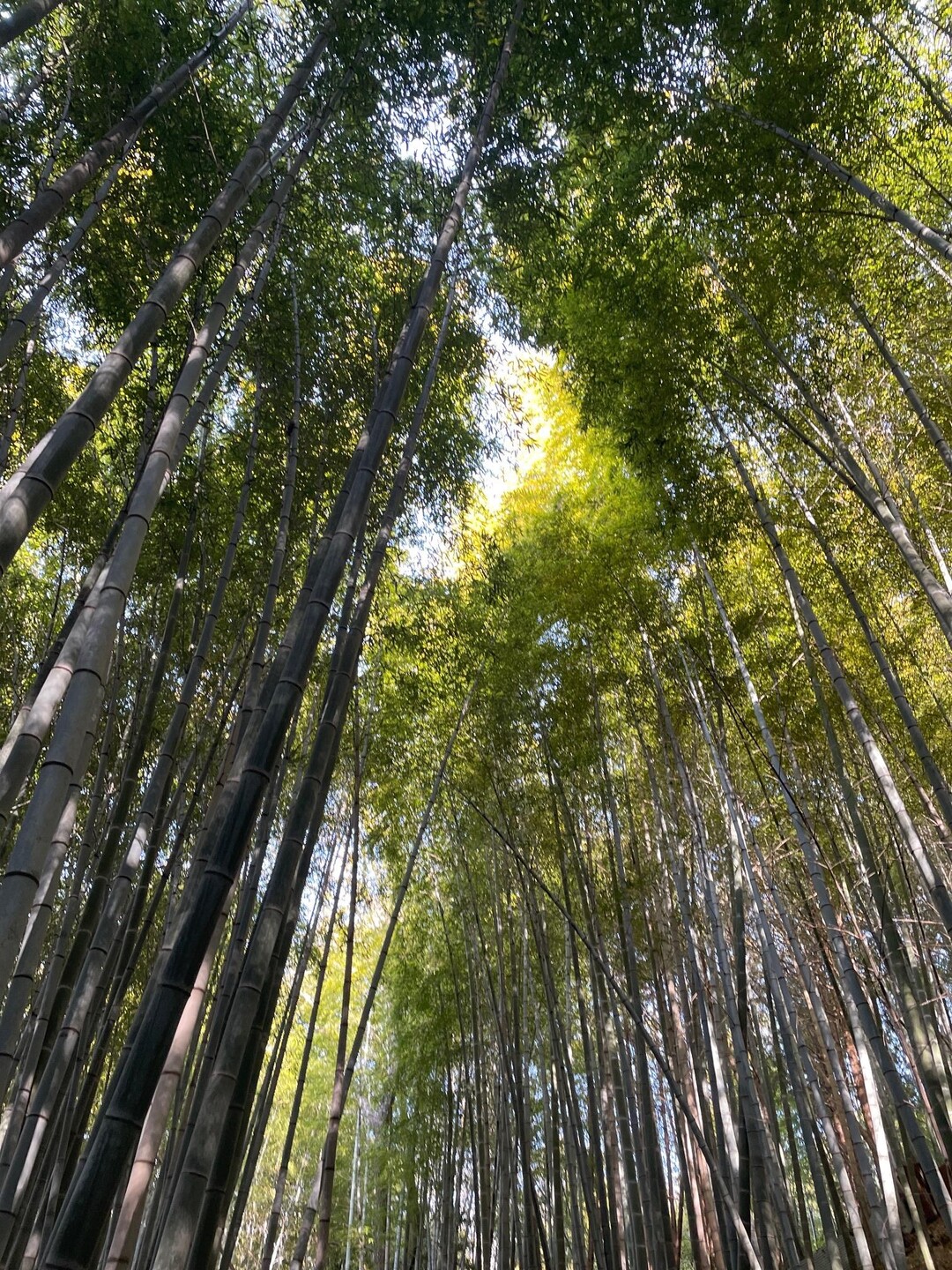 下高間ルートを使ってみた！ / ISO izoさんの広島南アルプス（武田山・三滝山・鈴ヶ峰）の活動データ | YAMAP / ヤマップ