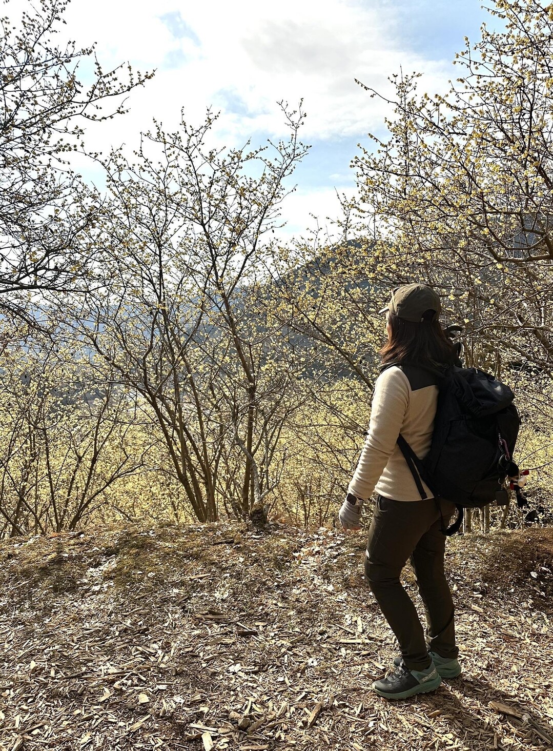 寄蝋梅祭りwithシダンゴ山🍃里山山歩♪🌼 / koronさんの高松山・大野山の活動データ | YAMAP / ヤマップ