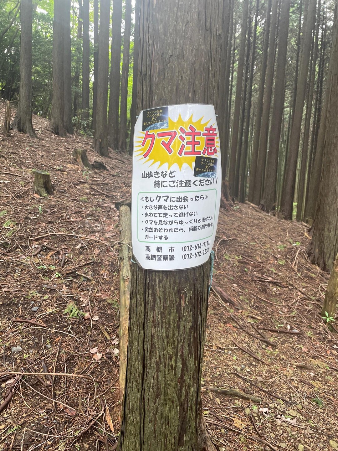 ポンポン山 神峰山口→善道寺 縦走 / silkoさんのポンポン山・釈迦岳・小塩山・若山の活動データ | YAMAP / ヤマップ