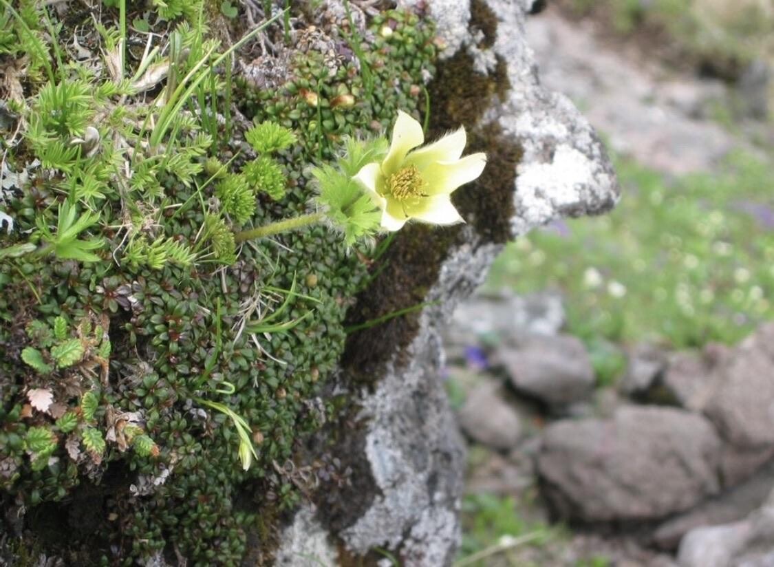 ↓いよいよ高山に行きたくなる季節 htt... / スーパーフェニックスさんのモーメント | YAMAP / ヤマップ