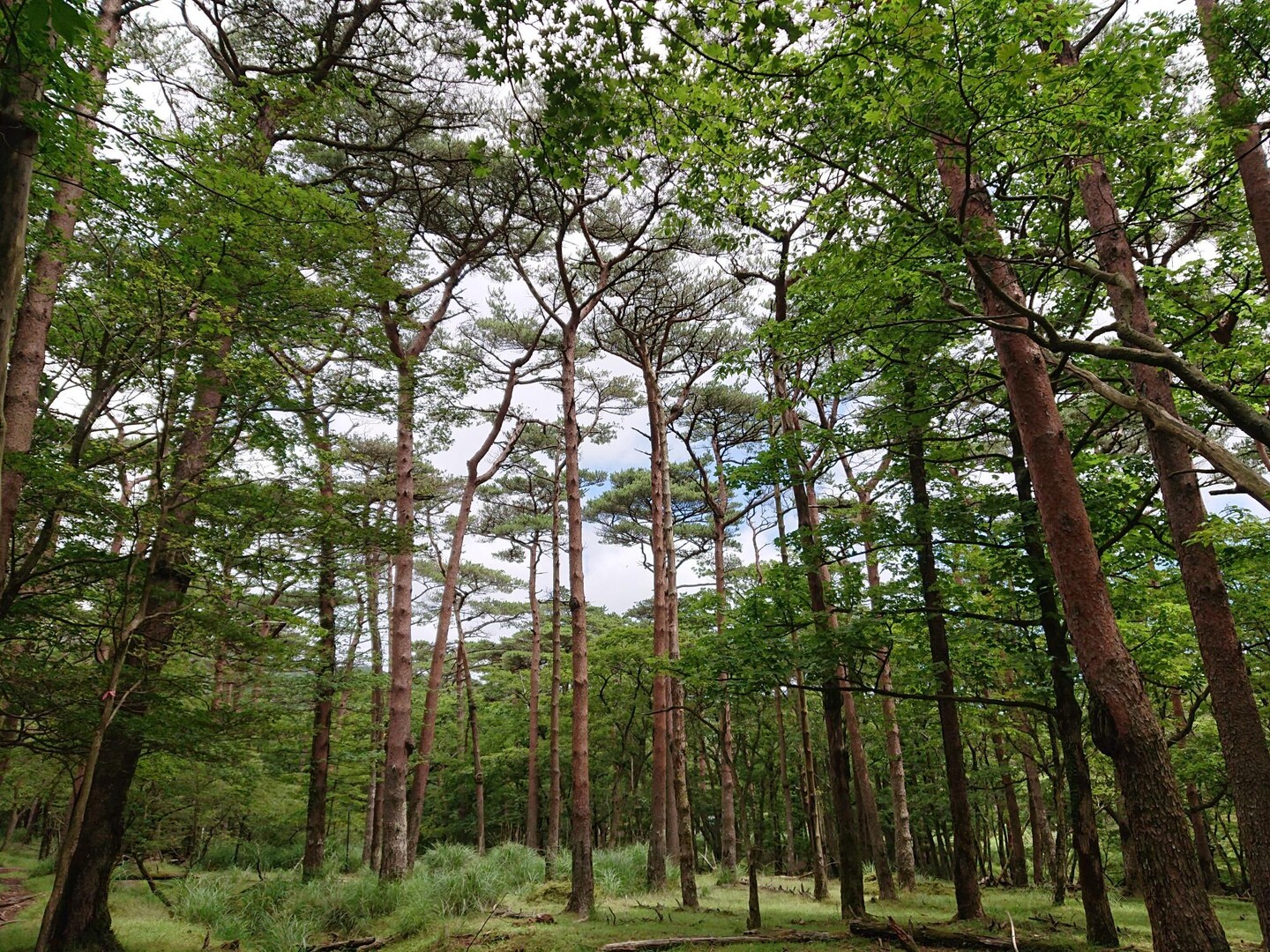 韓国岳（霧島山） / Bayonさんの霧島山・韓国岳・高千穂峰・夷守岳・烏帽子岳の活動データ | YAMAP / ヤマップ