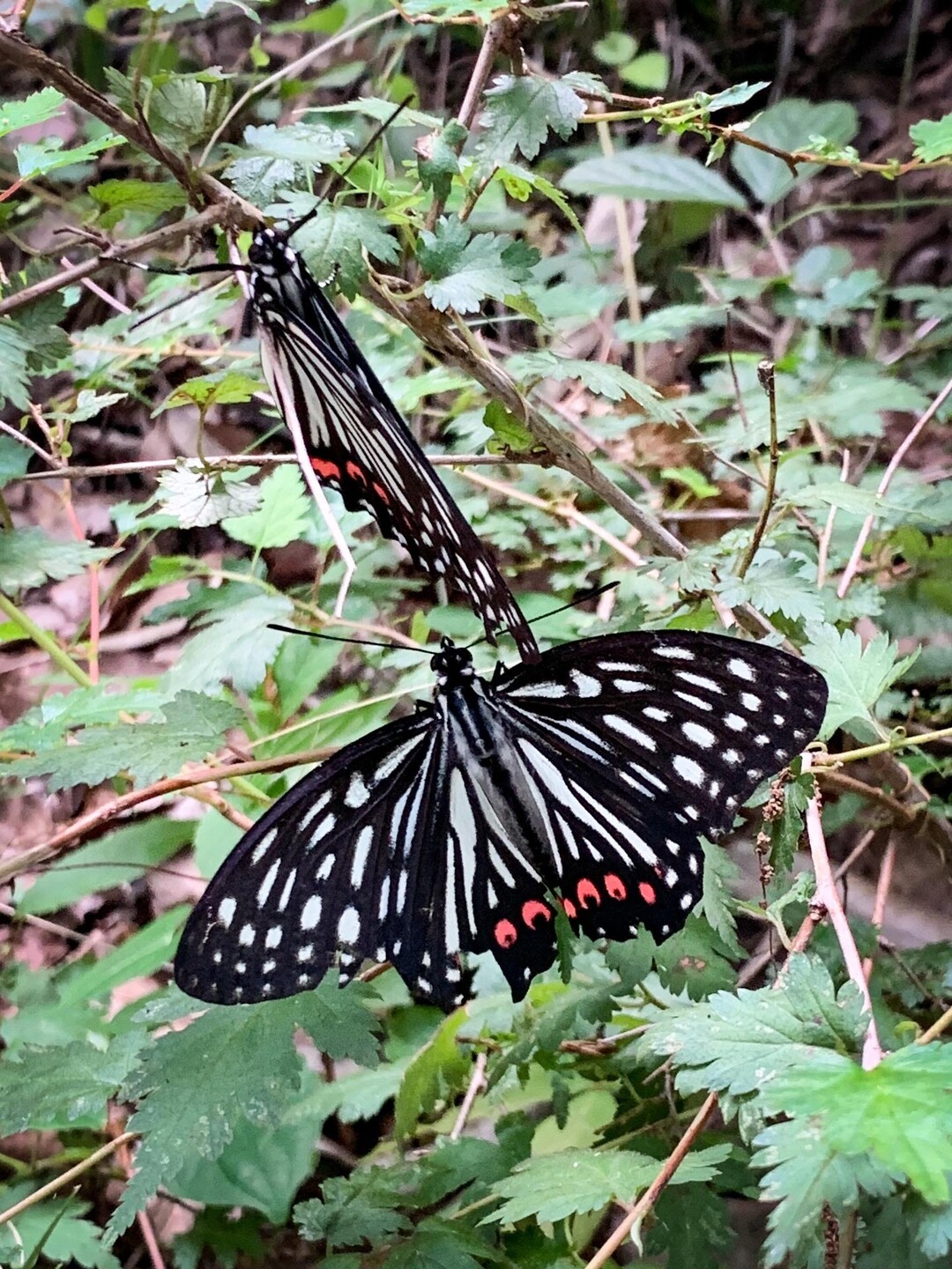 「アカボシゴマダラ」 山に行けないので... / Zekkaさんのモーメント | YAMAP / ヤマップ