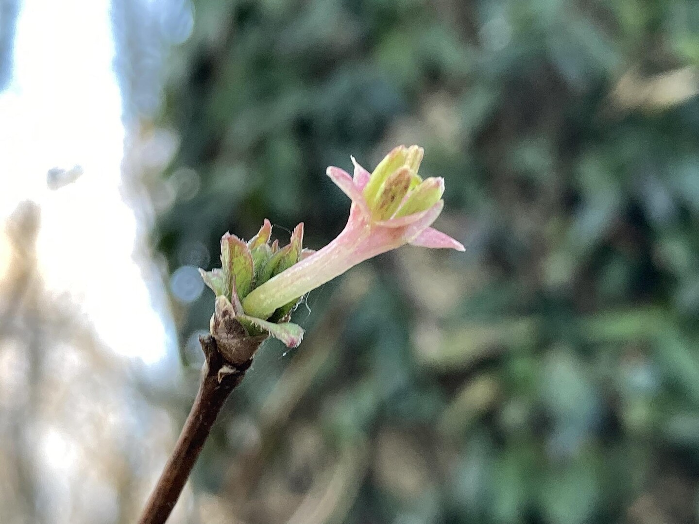 トトロ田んぼのウグイスカグラ。 森の中... / yamatubakiさんのモーメント | YAMAP / ヤマップ