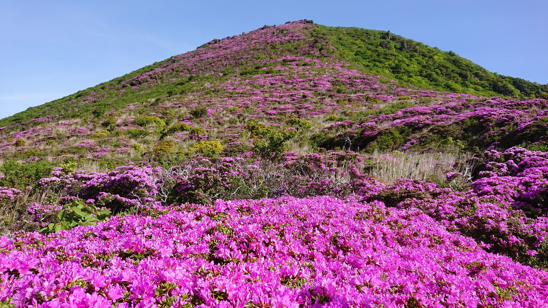 平治岳・北大船山のミヤマキリシマ / Sho OKさんの九重山（久住山）・大船山・星生山の活動データ | YAMAP / ヤマップ