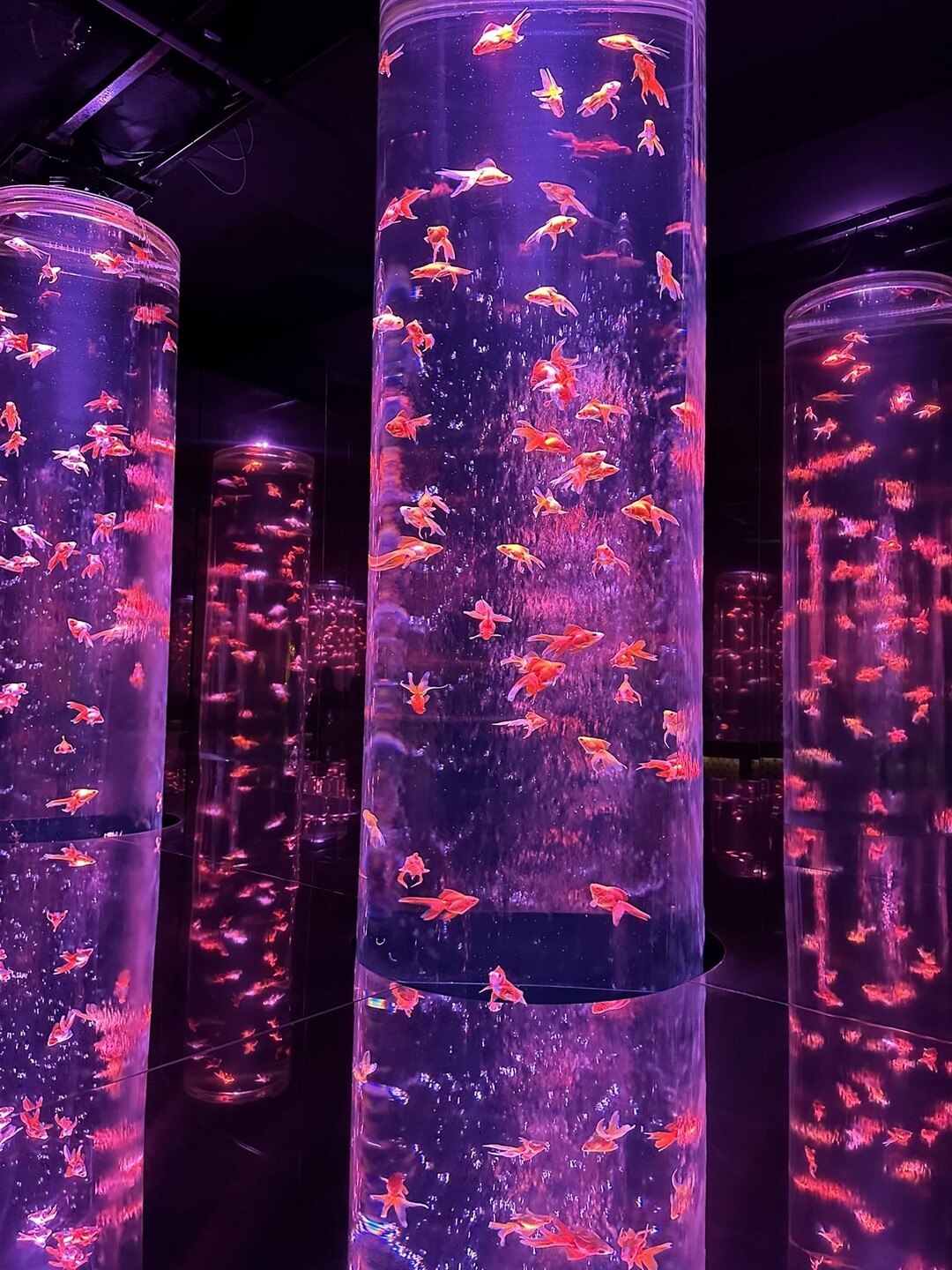 3/7 めっちゃ桜2024 アート... / sayuさんのモーメント | YAMAP / ヤマップ