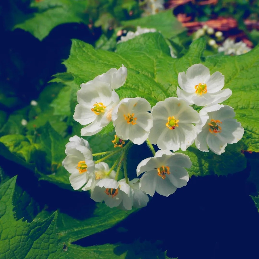灯台下暗し、こんな近場に鋸山😲 / 天ぷらケンジJyJyさんの鋸山・三ノ峠山・八方台の活動データ | YAMAP / ヤマップ