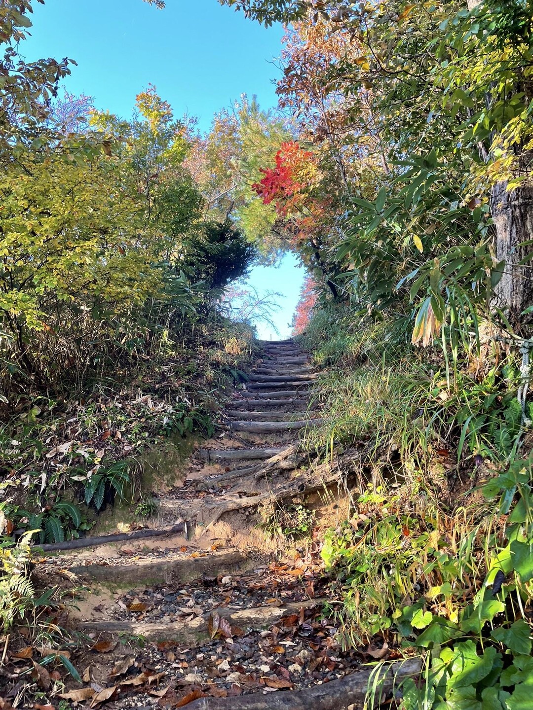 初投稿🐣 出勤前の鬼ケ岳👹🍁 / ぽんさんの鬼ヶ岳の活動データ | YAMAP / ヤマップ