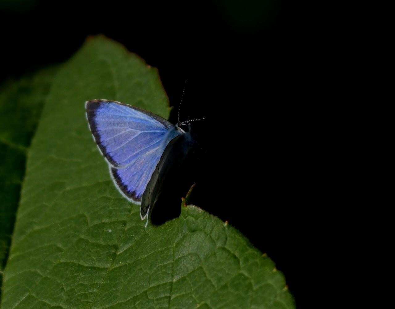 3年ぶりのヤクシマルリシジミ。 / JICKさんのモーメント | YAMAP / ヤマップ