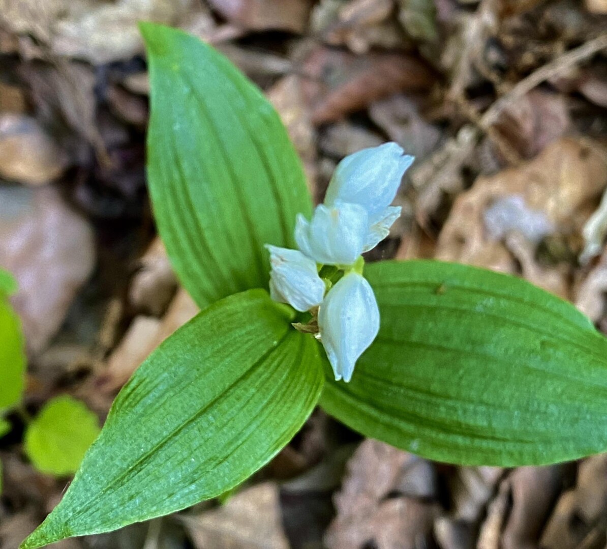 『銀蘭』にやっと出会えた歓喜の「高崎山」plus part 2 / ケムタク（Kemutaku）さんの高崎山の活動データ | YAMAP / ヤマップ
