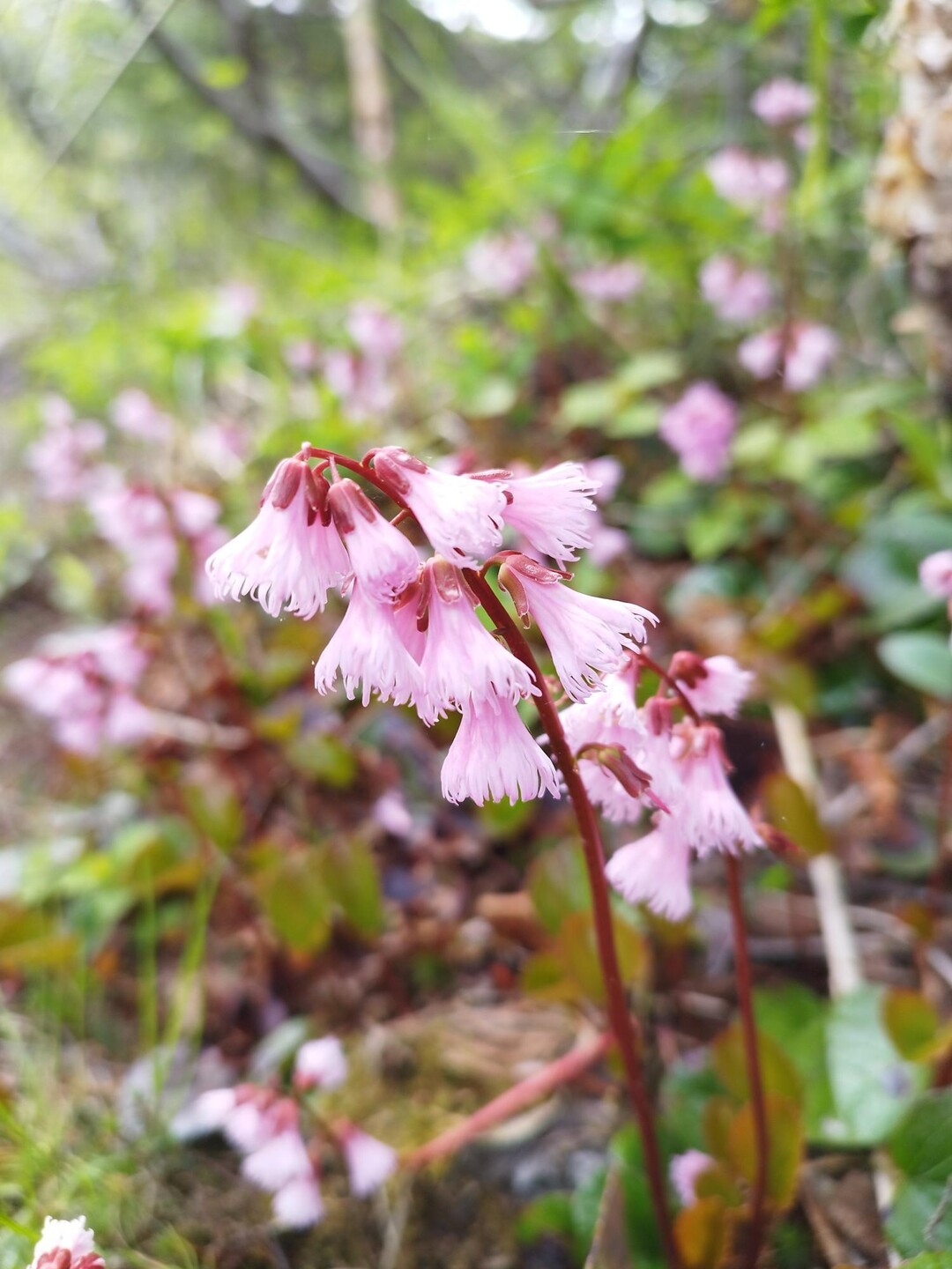 一切経山・吾妻小富士 / horitakaさんの吾妻山・一切経山の活動日記 | YAMAP / ヤマップ