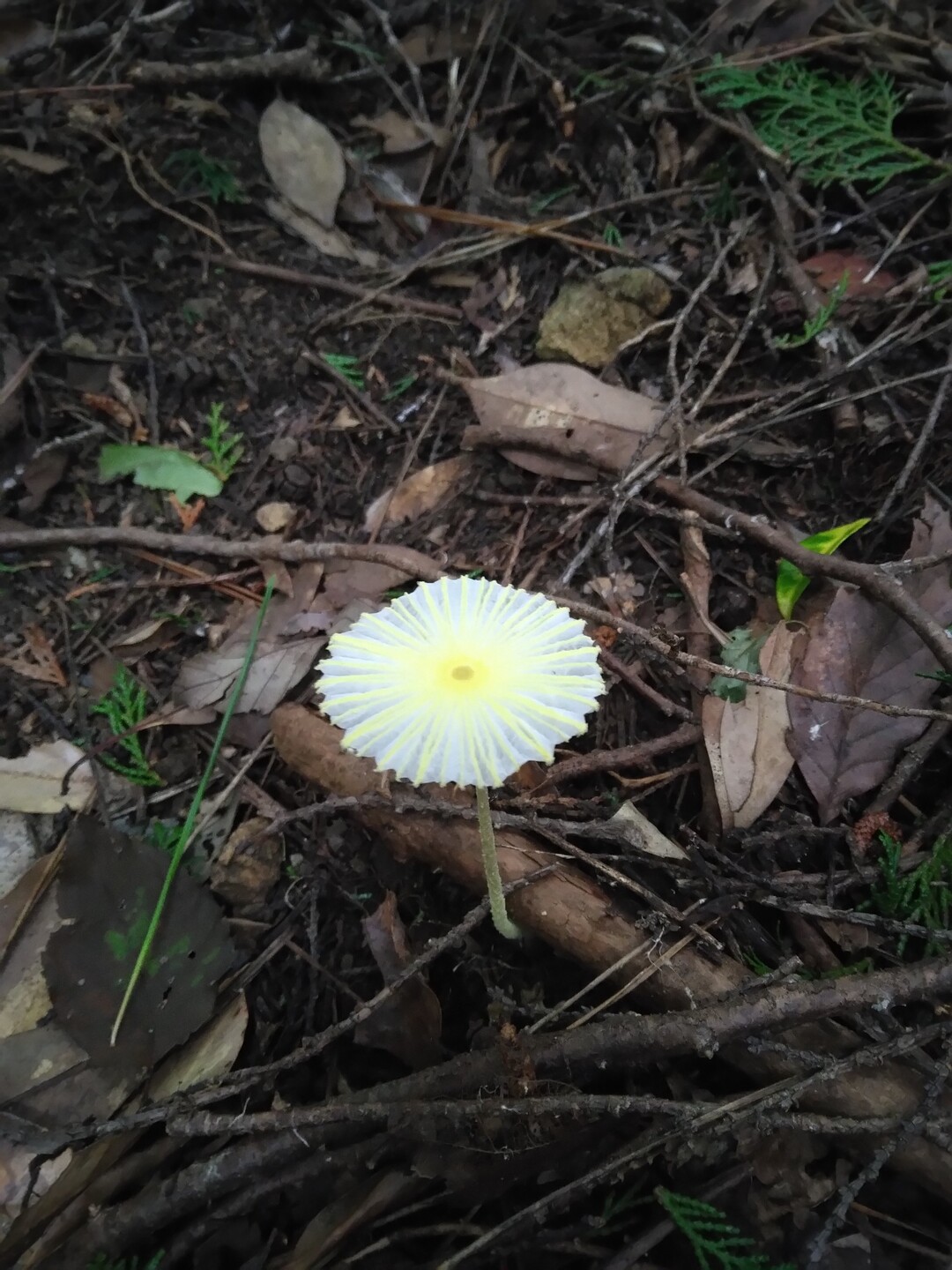 霊山散歩 / Mさんのモーメント | YAMAP / ヤマップ