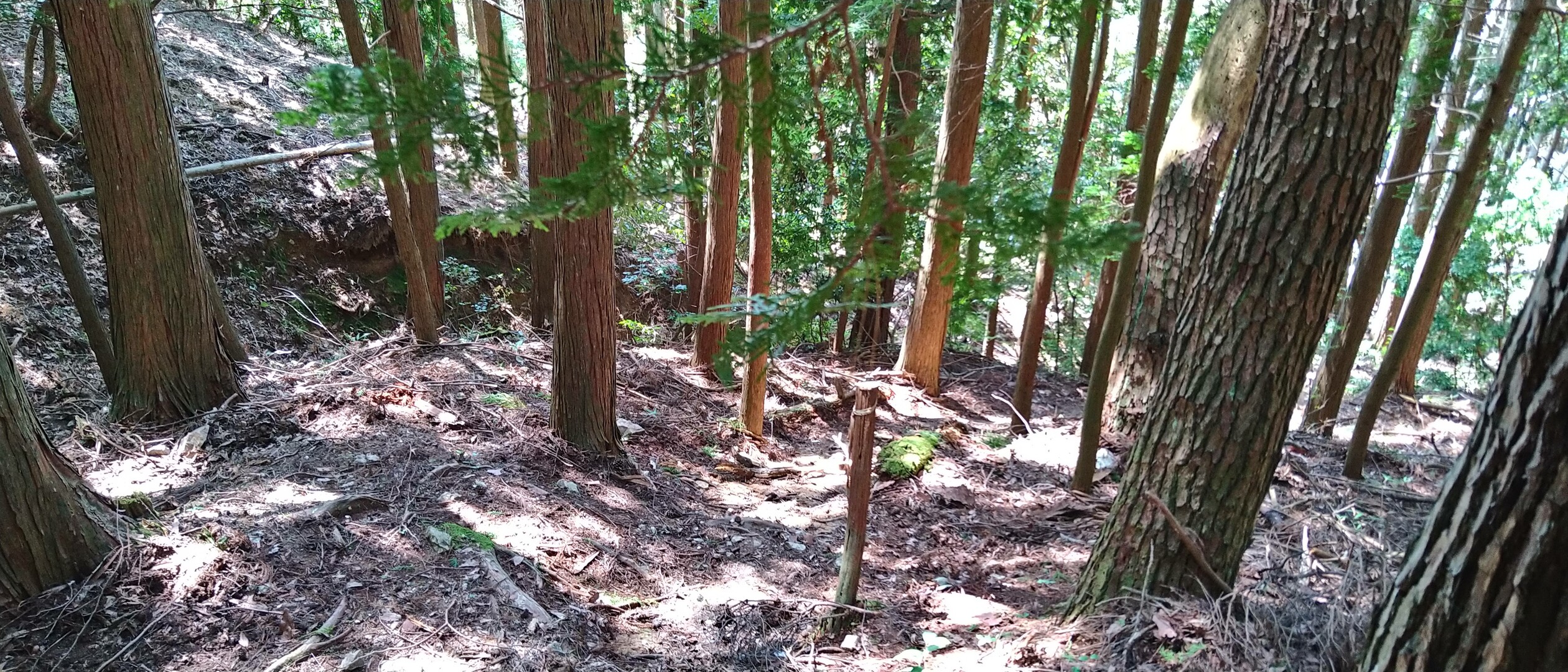 kame11さんの投稿したフィールドメモ | YAMAP / ヤマップ