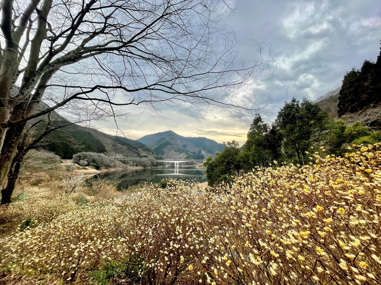 ミツマタ見物に🐾 / hachacha-umemeさんのウォーキングの活動データ | YAMAP / ヤマップ