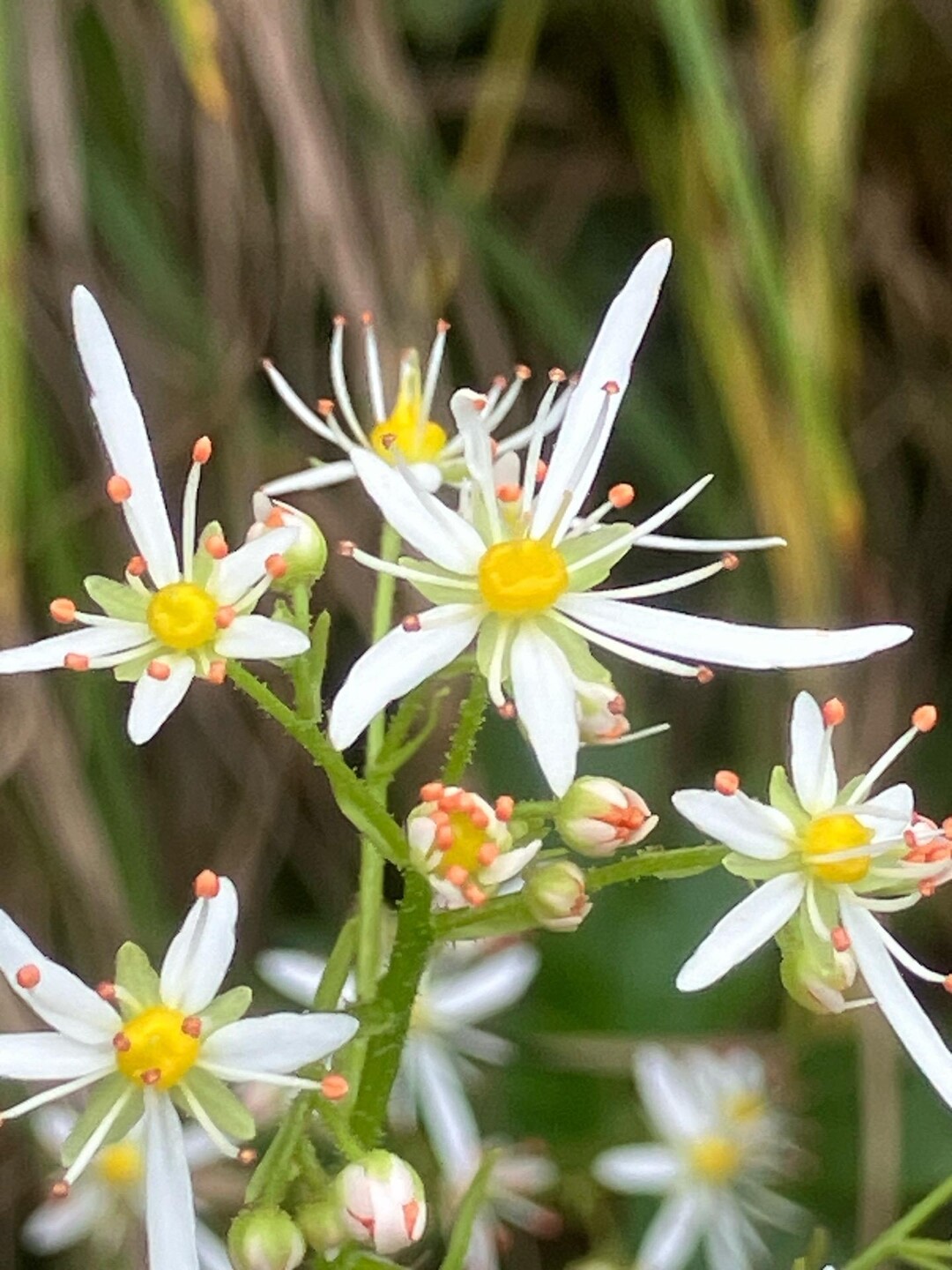 ナメラダイモンジソウに会えました。 ピン... / yabuさんのモーメント | YAMAP / ヤマップ