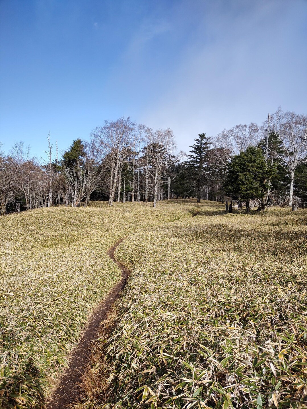 小金沢山・雁ヶ腹摺山・牛奥ノ雁ヶ腹摺山 / yosさんの大菩薩嶺・鶏冠山・大マテイ山の活動データ | YAMAP / ヤマップ