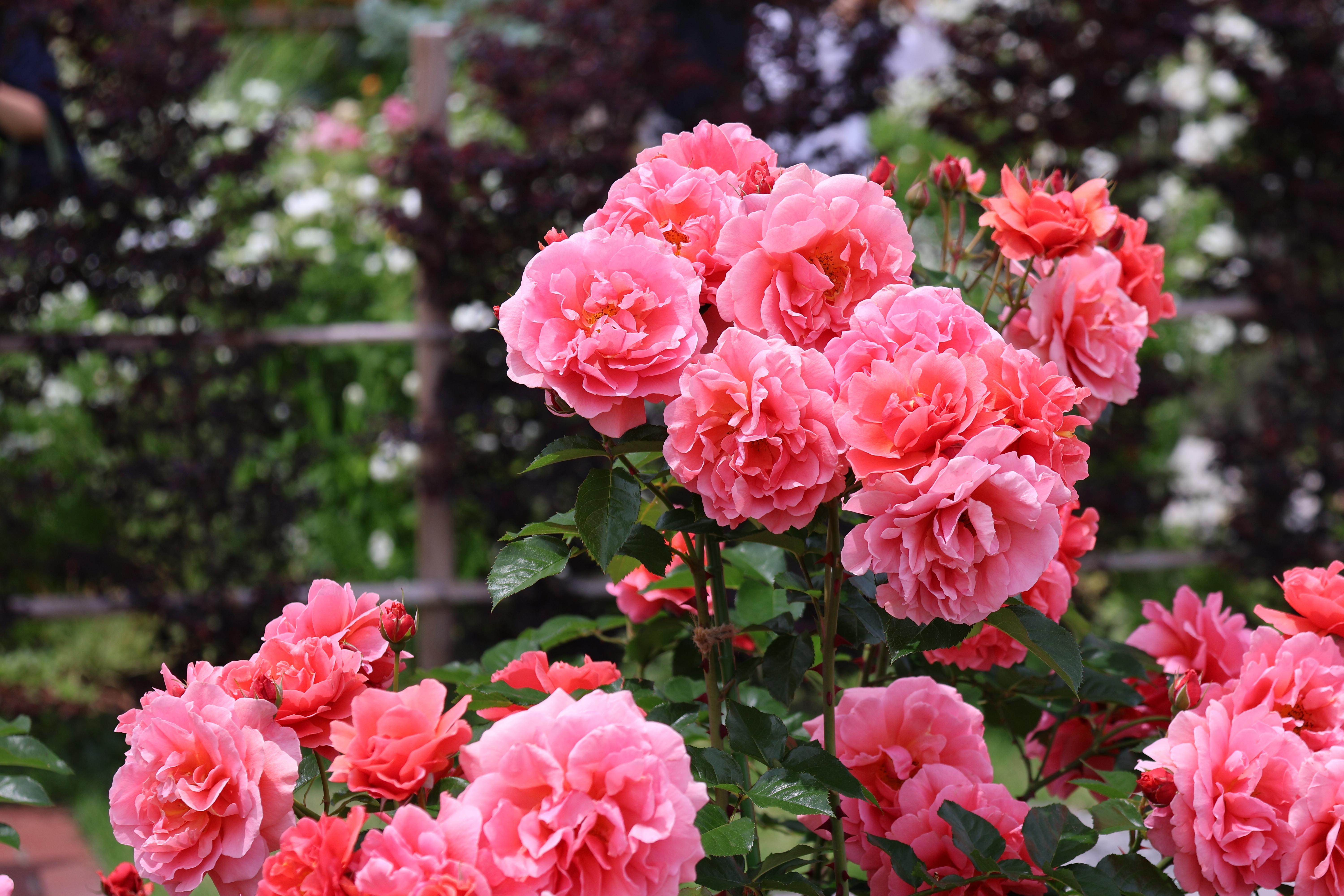 あやせローズガーデンに行ってきました。2... / toshiさんのモーメント | YAMAP / ヤマップ