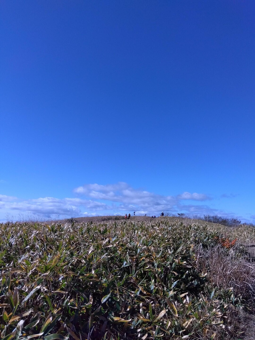 岩樋山・道後山 / 8848tatsumifujiokaさんの道後山・岩樋山の活動データ | YAMAP / ヤマップ