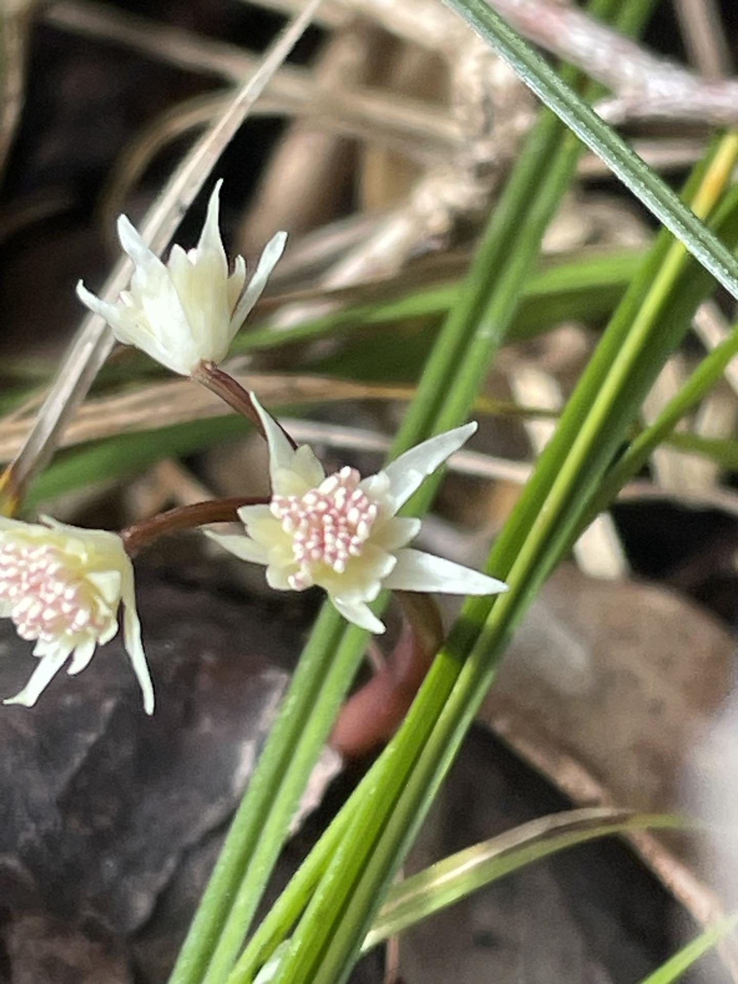 最短で 天筒山 / miniさんの天筒山・中池見湿地の活動データ | YAMAP / ヤマップ