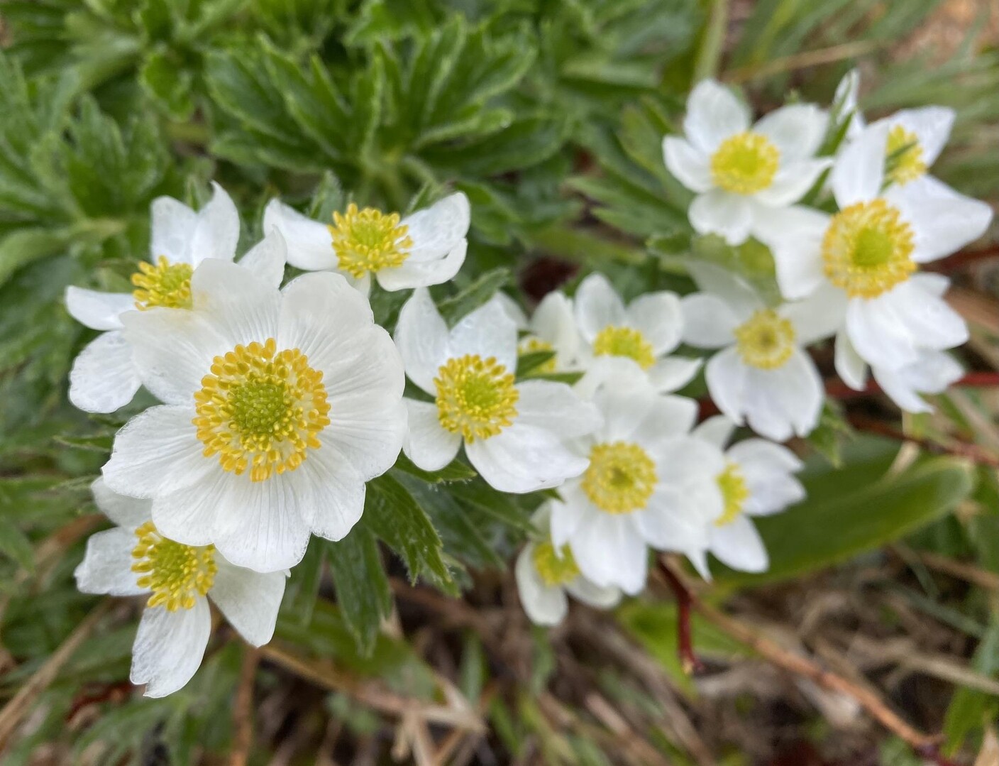 平標山 ハクサンイチゲ / woodsfanさんの仙ノ倉山・平標山・大源太山の活動データ | YAMAP / ヤマップ