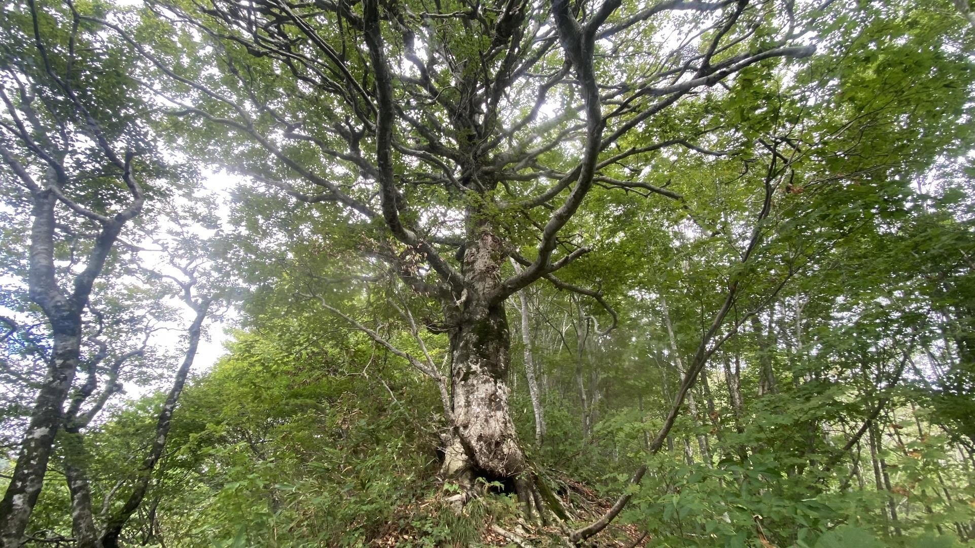 新保岳① 荷重10kg / まさ🚗X-TRAILさんの新保岳の活動データ | YAMAP / ヤマップ