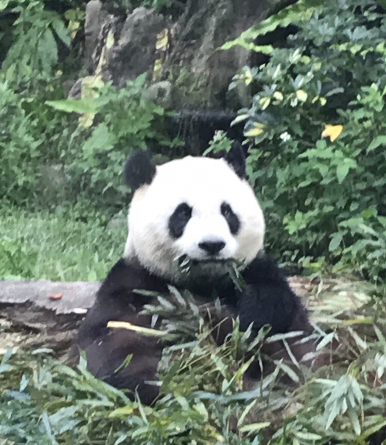 coco | YAMAP / ヤマップ