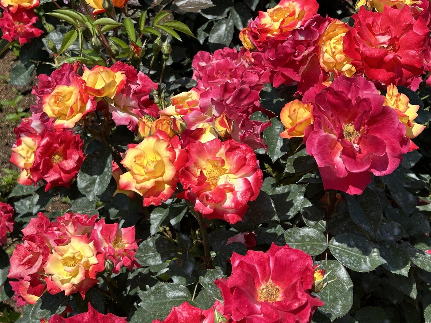 GW中に荒尾市の『おもやい市民花壇バラ園... / yasuさんのモーメント | YAMAP / ヤマップ