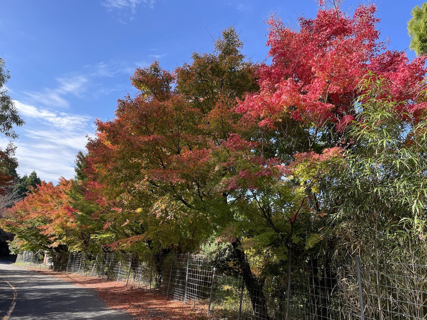 一ノ岳・二ノ岳・鷹ノ巣山（三の岳） / MASAさんの英彦山の活動データ | YAMAP / ヤマップ