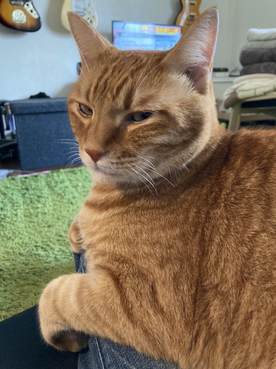 今日は山行かないのか？本当だな？😾 ワ... / ayayoさんのモーメント | YAMAP / ヤマップ