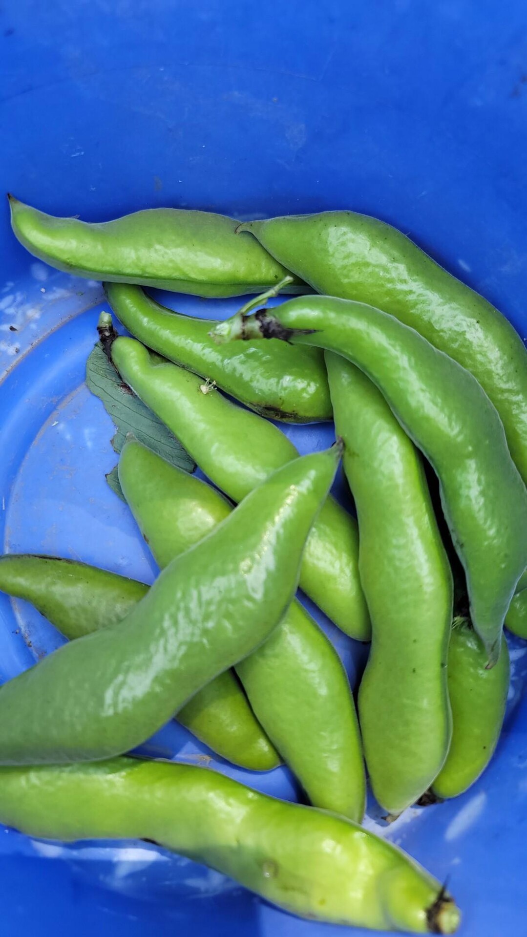 今日からGW突入🎏明日は雨予報なので畑... / なおさんのモーメント | YAMAP / ヤマップ