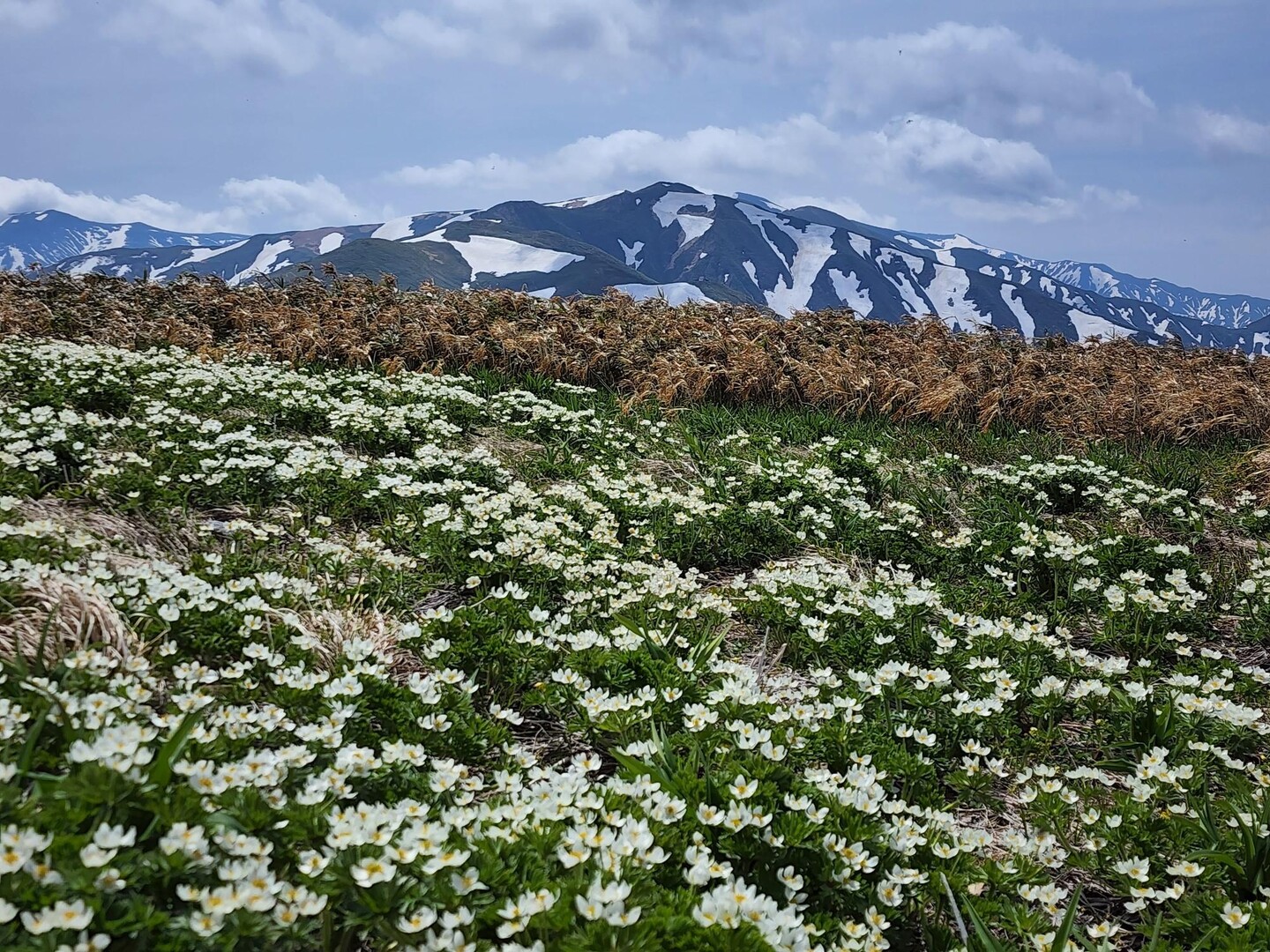 イチゲの咲き誇る ️杁差岳 / jmamaさんの朳差岳・鉾立峰・大石山の活動データ | YAMAP / ヤマップ