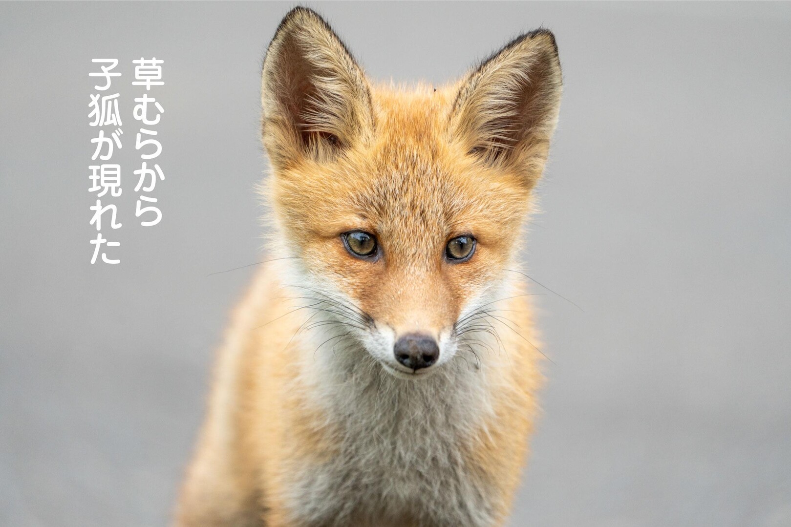 道道を車で走っていると、 草むらから子狐... / 😺Sammyさんのモーメント | YAMAP / ヤマップ