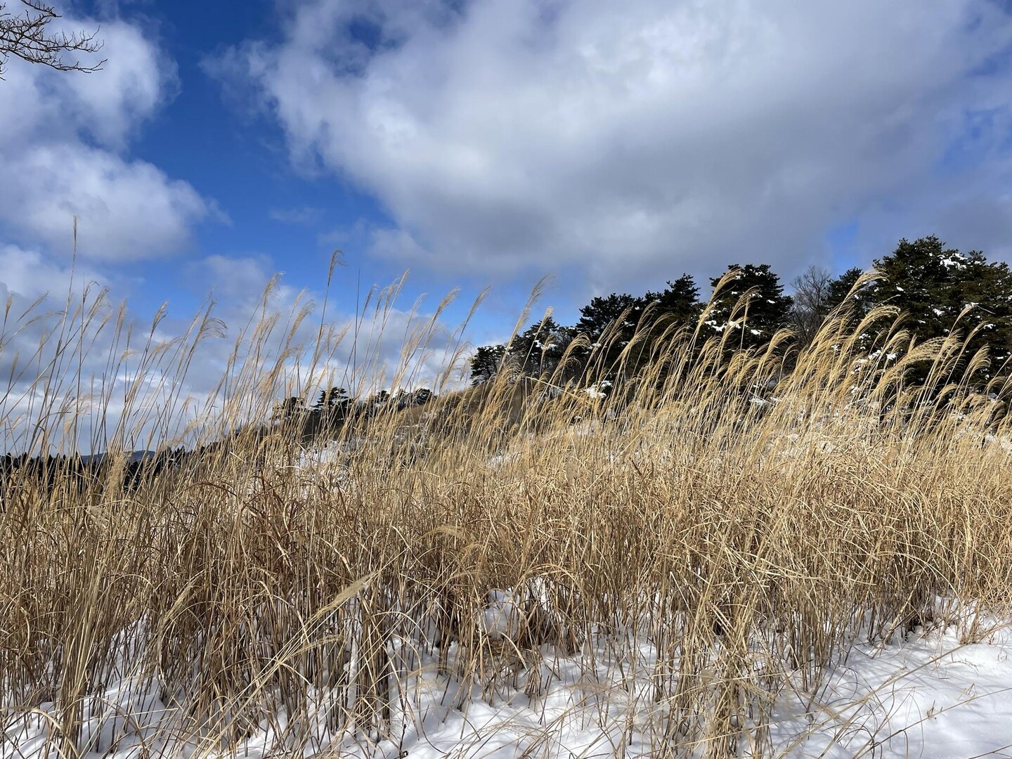 深山 / watsonさんの金山の活動データ | YAMAP / ヤマップ