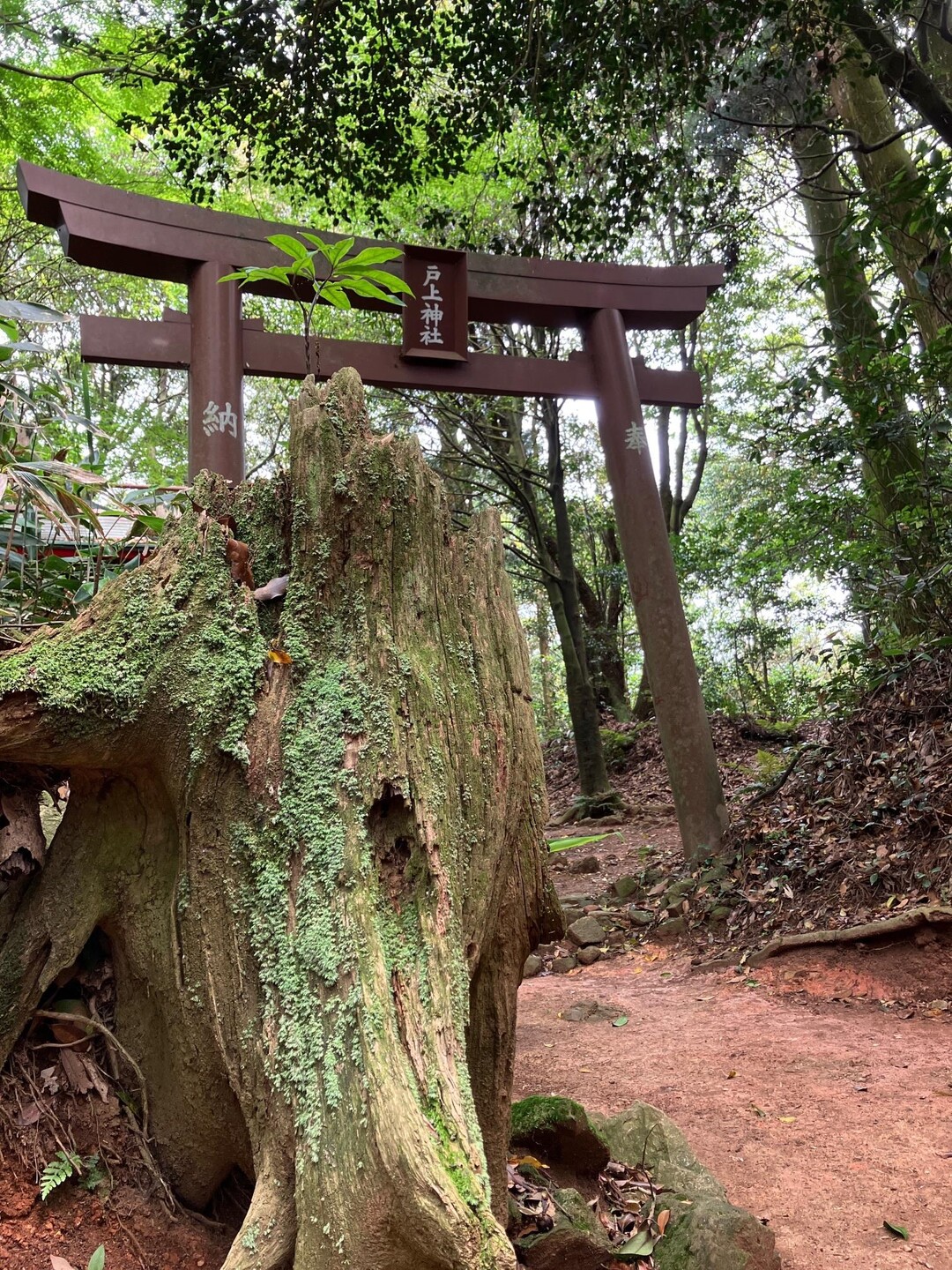 大台ヶ原・戸ノ上山 / sonoさんの風師山の活動データ | YAMAP / ヤマップ