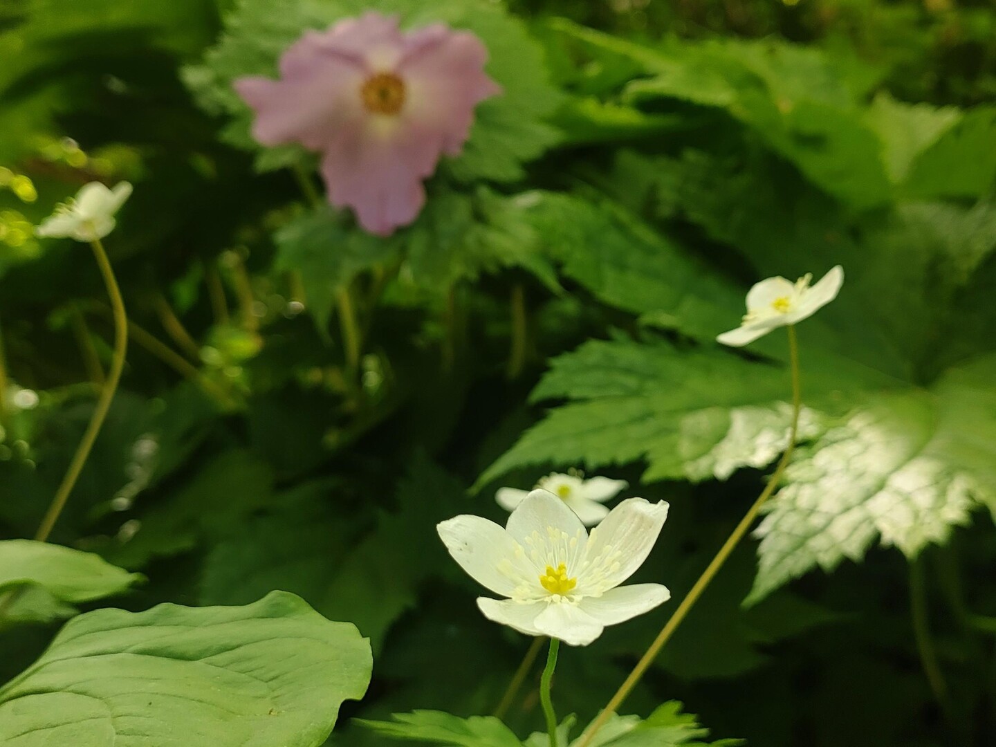 南条八石山（下八石山）・八石山（中八石山）・上八石山 / AZU_YUMIさんの八石山の活動データ | YAMAP / ヤマップ