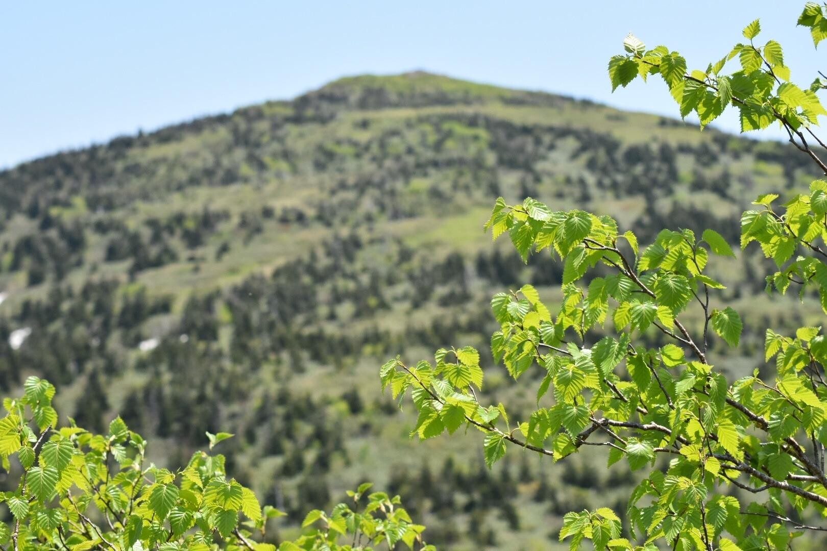 【秋田・森吉山】ガスからの青空 / yanagi_outdoorさんの森吉山の活動日記 | YAMAP / ヤマップ