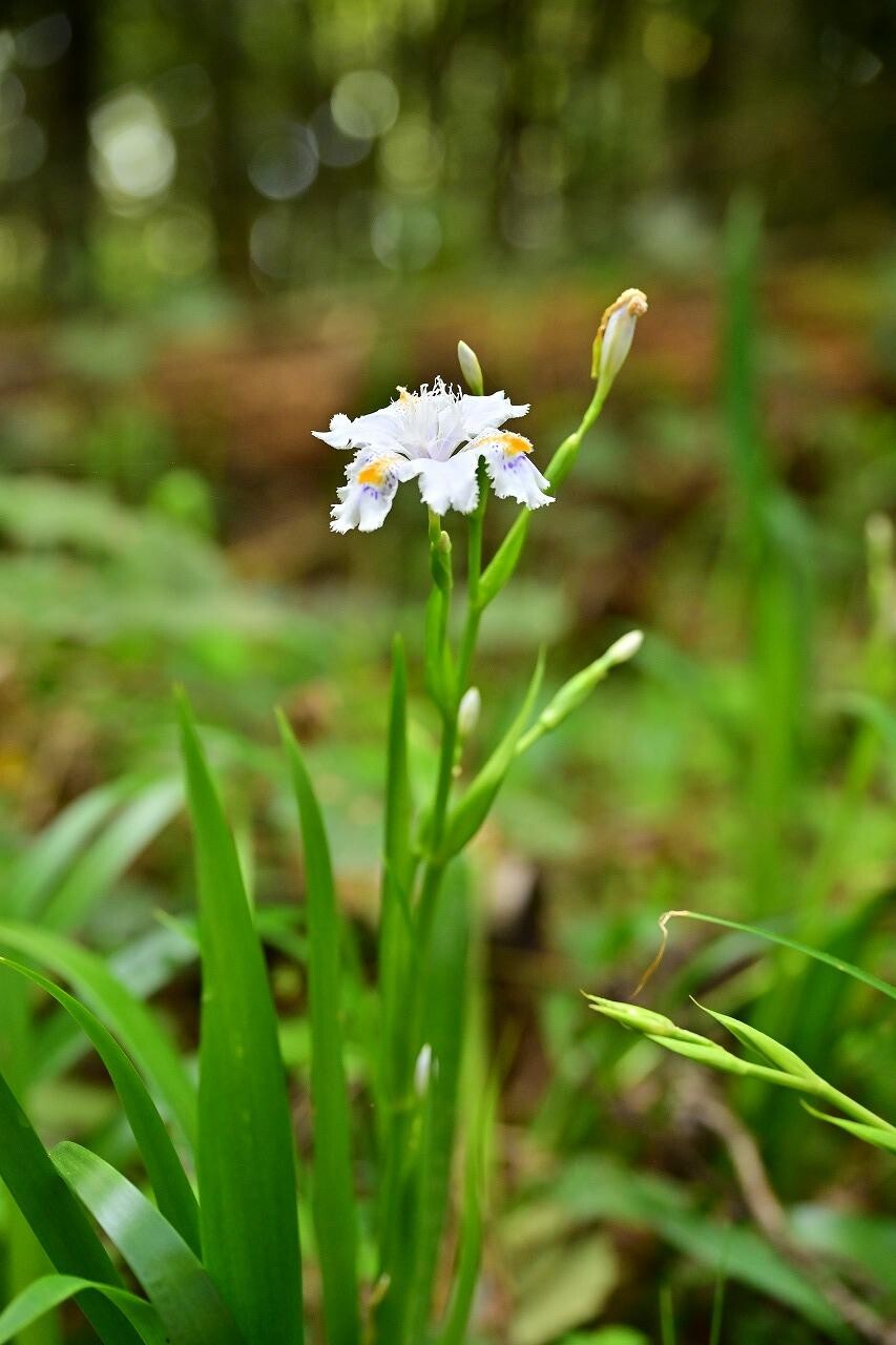 【粟ヶ岳登山】春の草花が咲き、桜が満開です。 / チームNYさんの粟ヶ岳の活動データ | YAMAP / ヤマップ