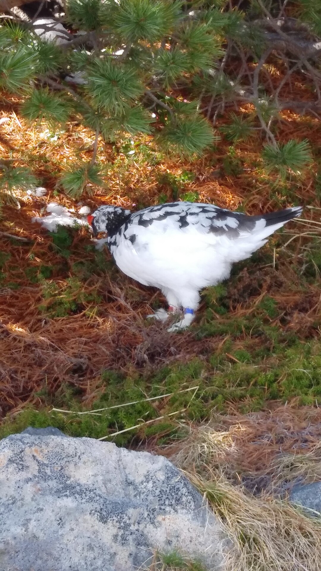 kazuのページ | YAMAP / ヤマップ