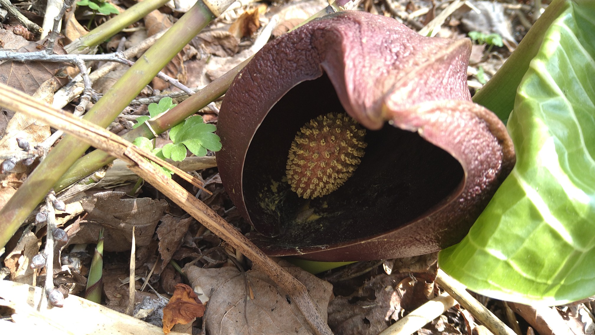 cocoのページ | YAMAP / ヤマップ