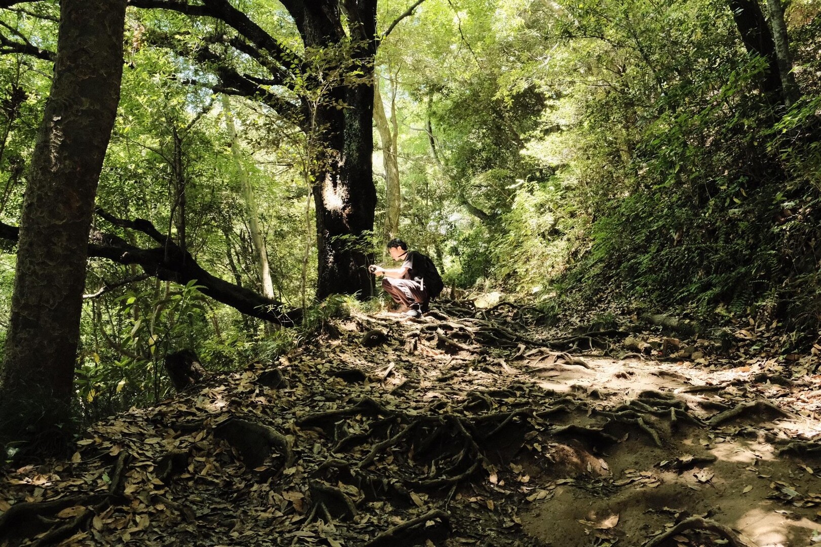 高尾山 / KEiさんの高尾山・陣馬山・景信山の活動日記 | YAMAP / ヤマップ