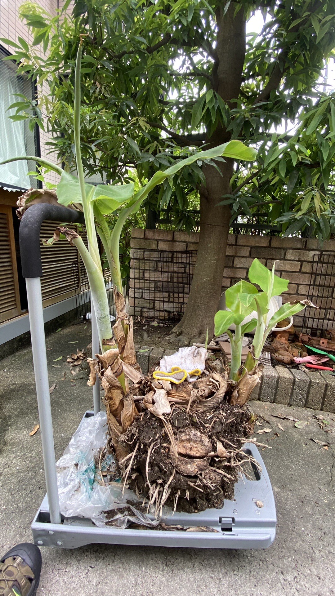 5月10日に根っこごと掘り起こして(60... / レオンさんのモーメント | YAMAP / ヤマップ