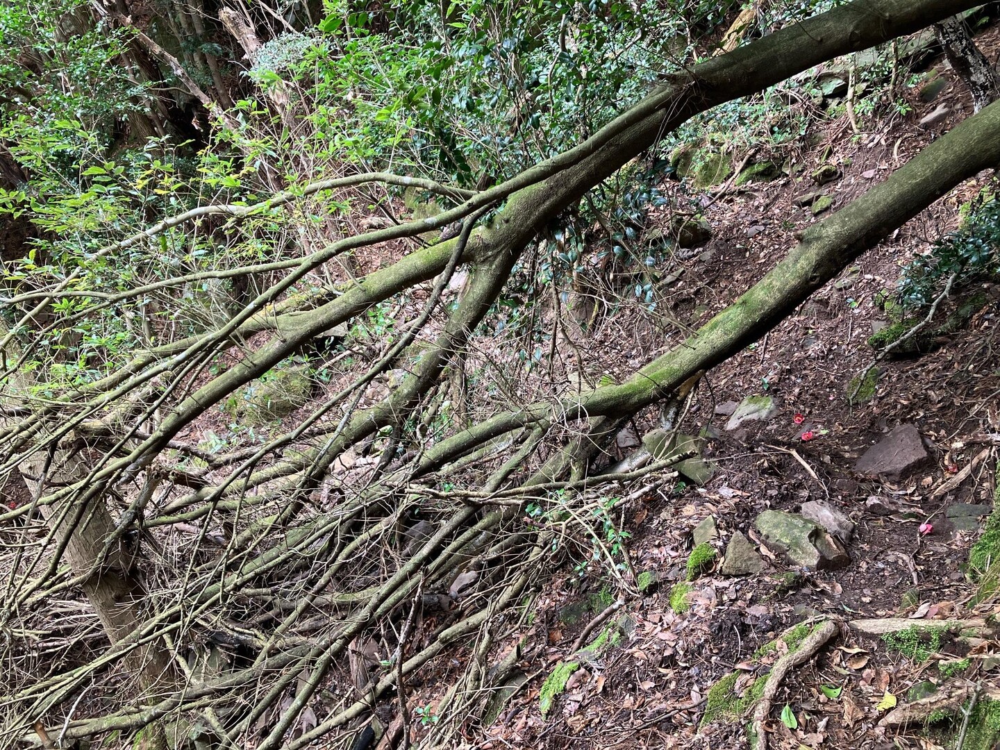 Hanamamさんの投稿したフィールドメモ | YAMAP / ヤマップ