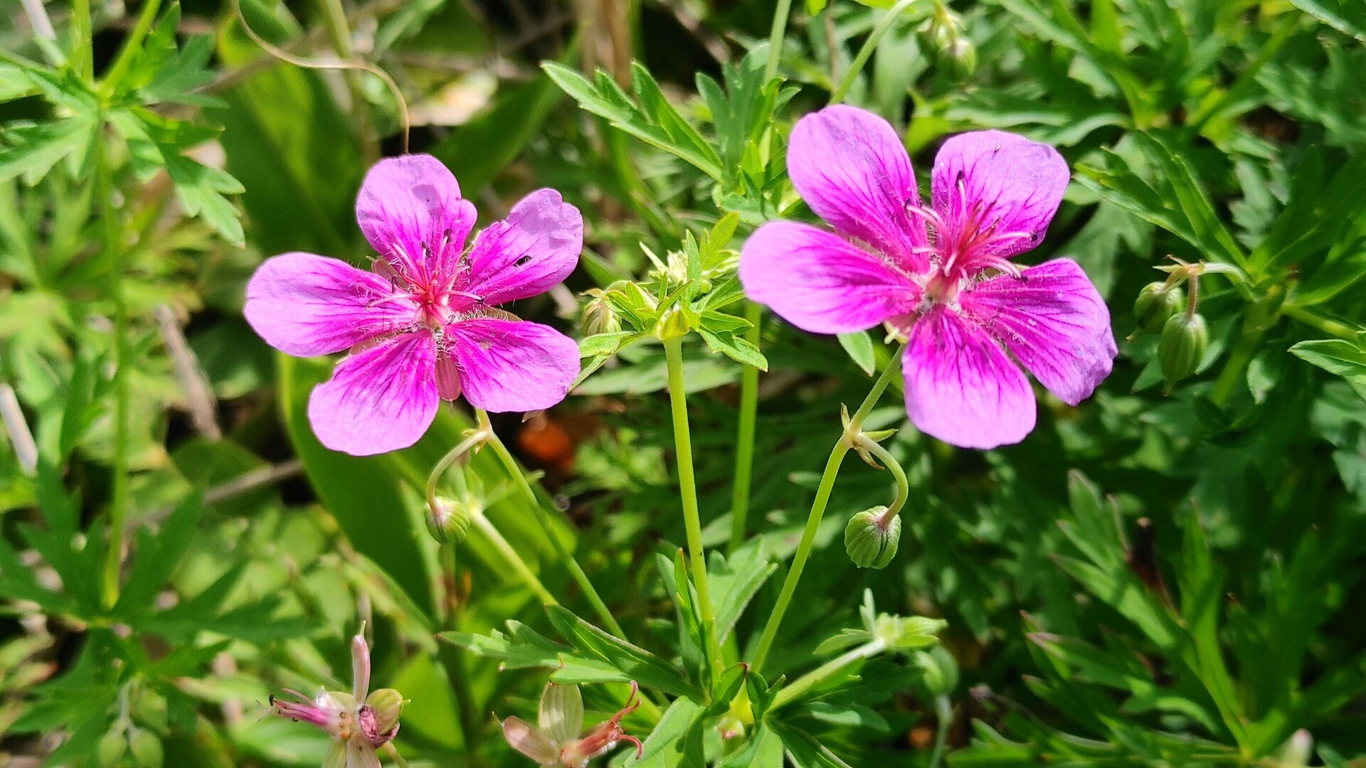 霧ヶ峰 アサマフウロ観賞へGo！ / marqunさんの霧ヶ峰・車山・大笹峰の活動データ | YAMAP / ヤマップ