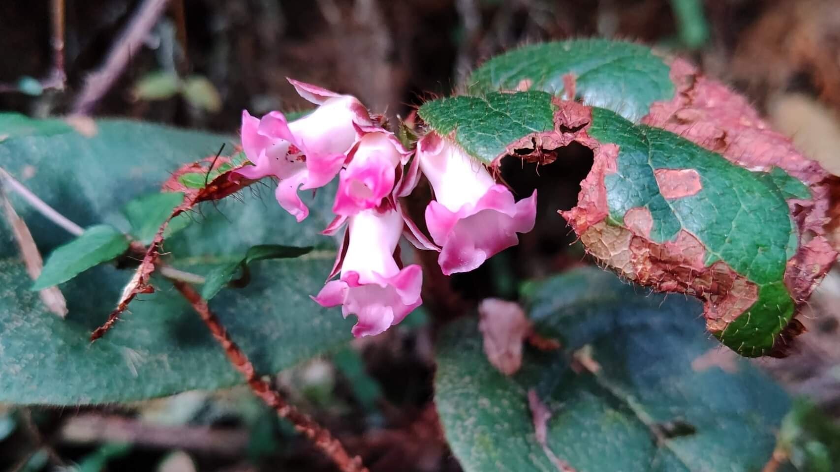 🎵 岩梨や月輪寺の道照らす 悟空210... / kyoyamaさんのモーメント | YAMAP / ヤマップ