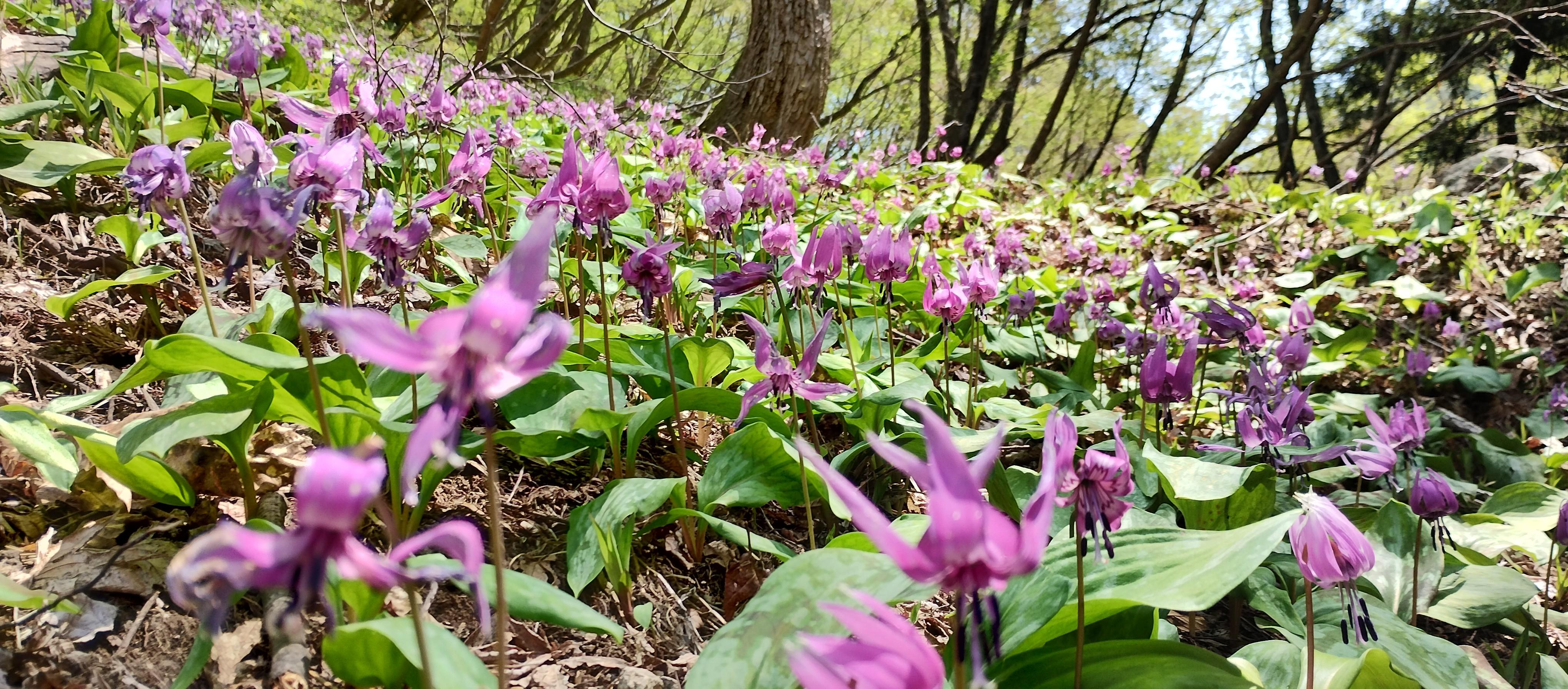 鉢伏山・笈山・大恐山（オンソリ山） / yomakさんの奥獅子吼山・口三方岳・烏帽子山の活動データ | YAMAP / ヤマップ