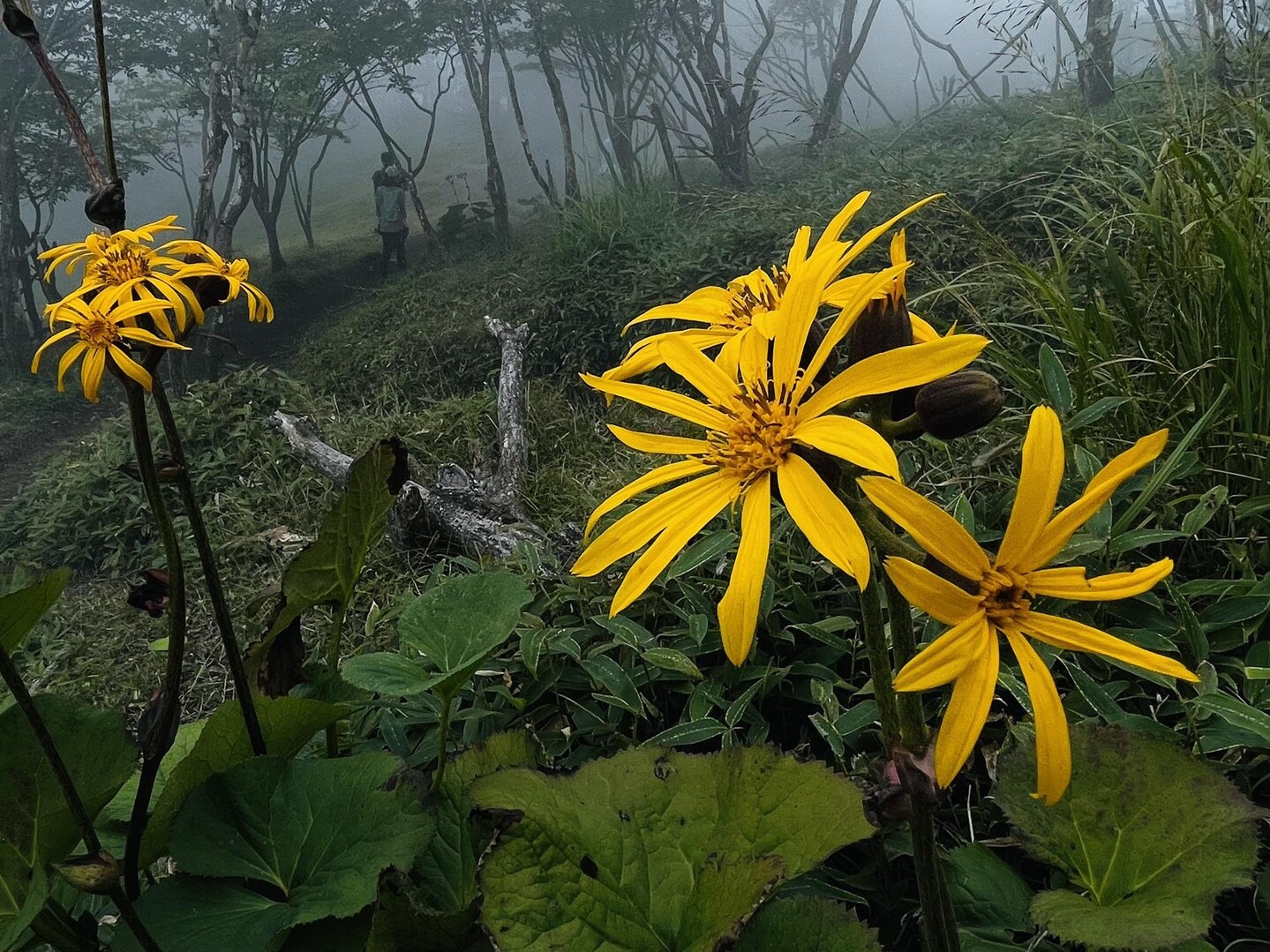駒ヶ岳・黒檜山・篭山 / pleng86さんの赤城山・黒檜山・荒山の活動データ | YAMAP / ヤマップ