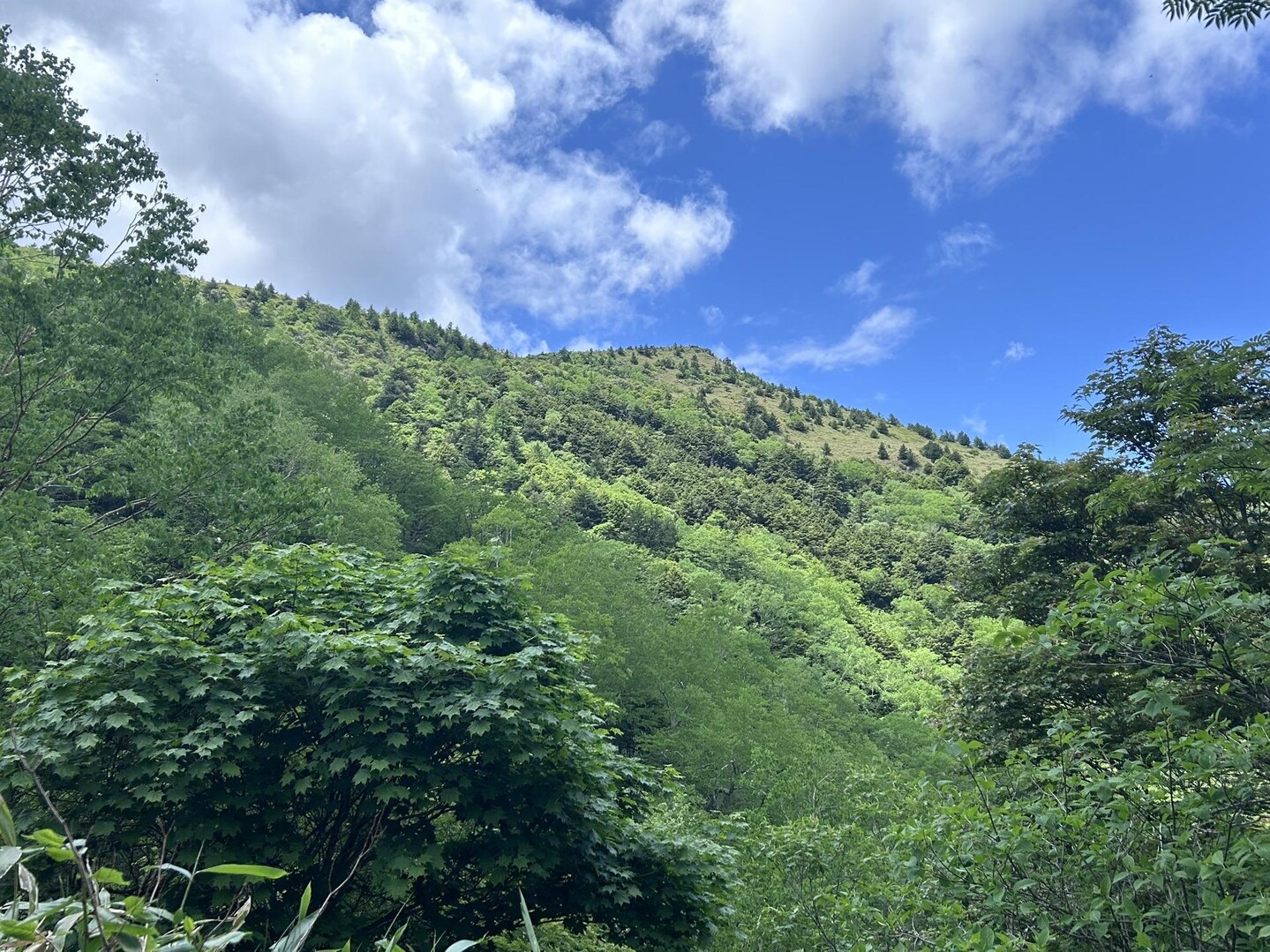 小烏帽子岳･烏帽子岳-2024-06-16 / KARINAさんのハイキングの活動データ | YAMAP / ヤマップ