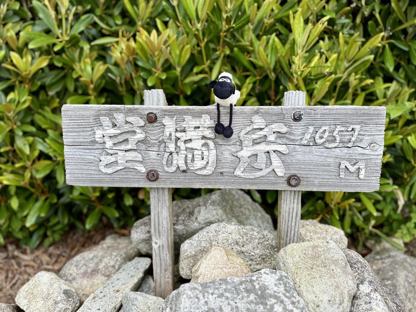 堂満岳 R6 #13 / 🐑るんな꒰ᵕ⑅̆ᵕ꒱さんの比良山地・武奈ヶ岳・釈迦岳の活動データ | YAMAP / ヤマップ