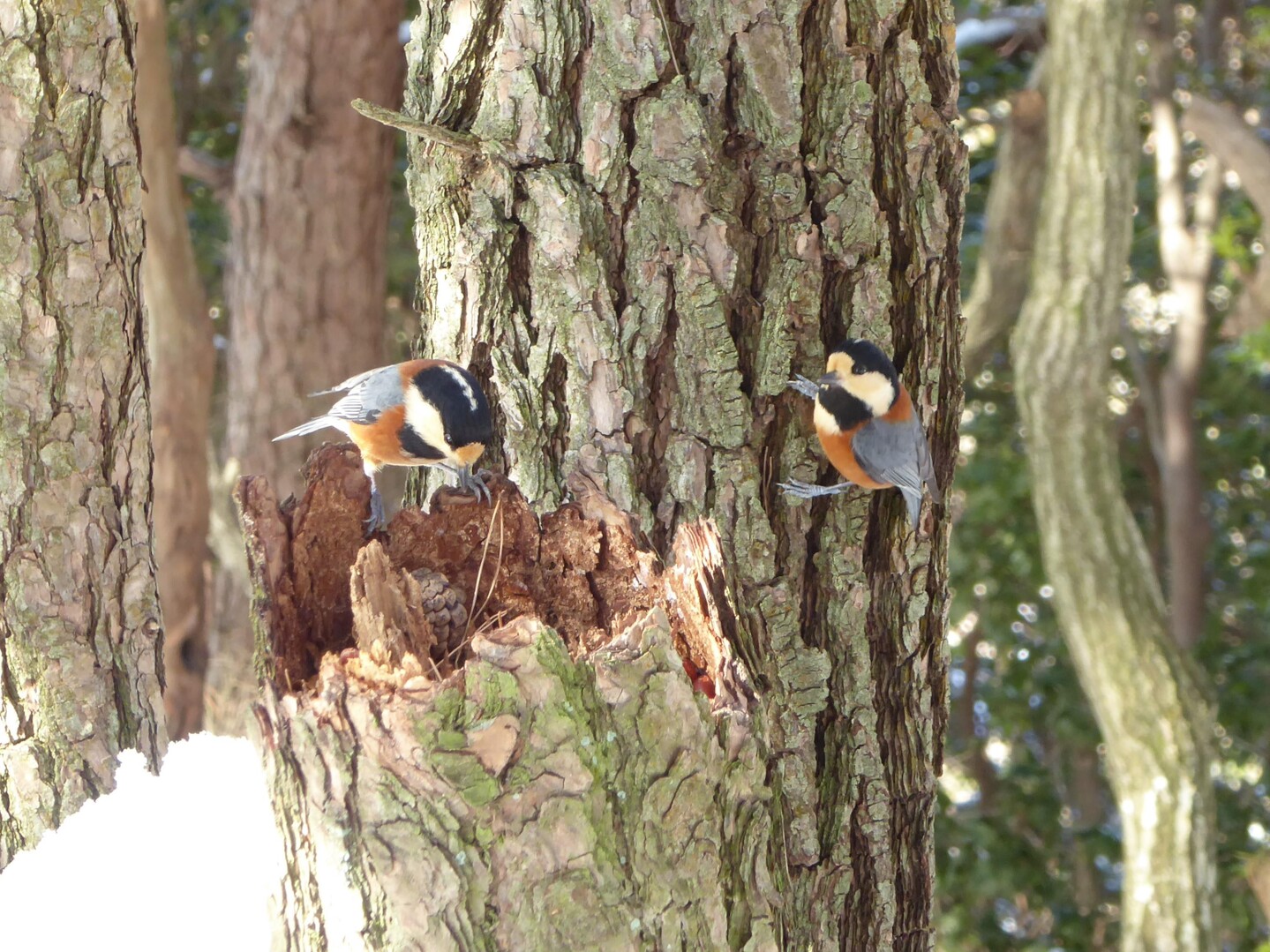多度山・美濃松山・石津御嶽・石津山・鎌知土・羽沢 / TOMTOMさんの多度山・美濃松山・石津御嶽の活動データ | YAMAP / ヤマップ