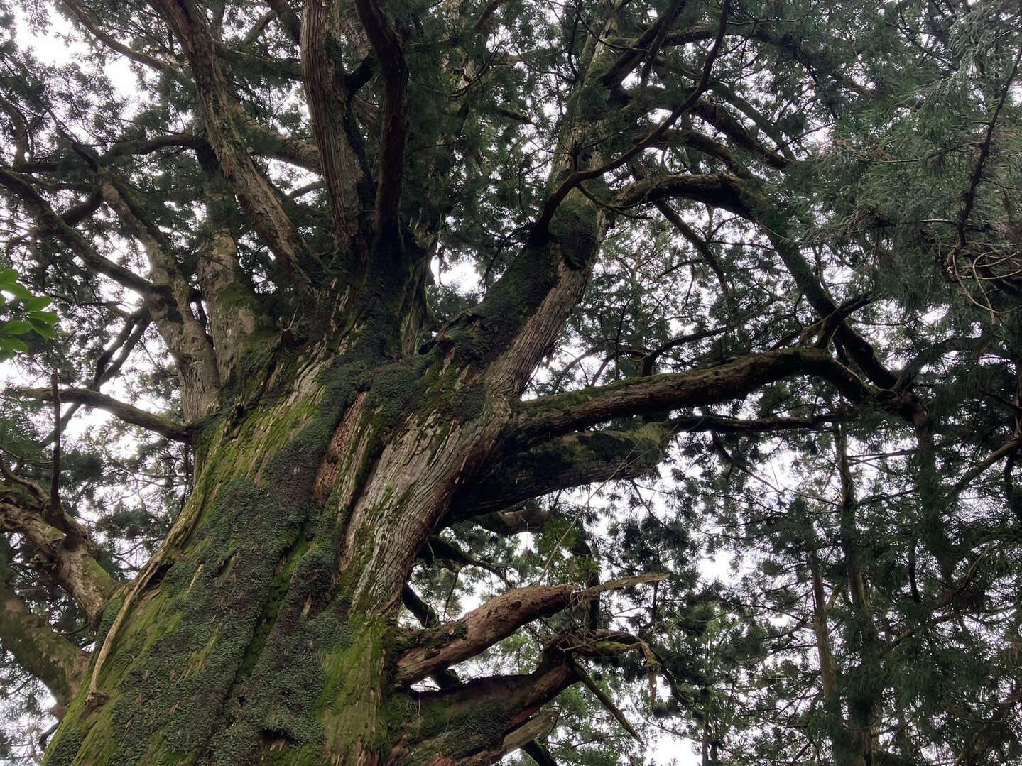 春埜山(883m) 鳥居沢山(931m) 雲見山(990m) 夕日峠(966m)・花島集落より / yosiさんの春埜山の活動データ | YAMAP / ヤマップ