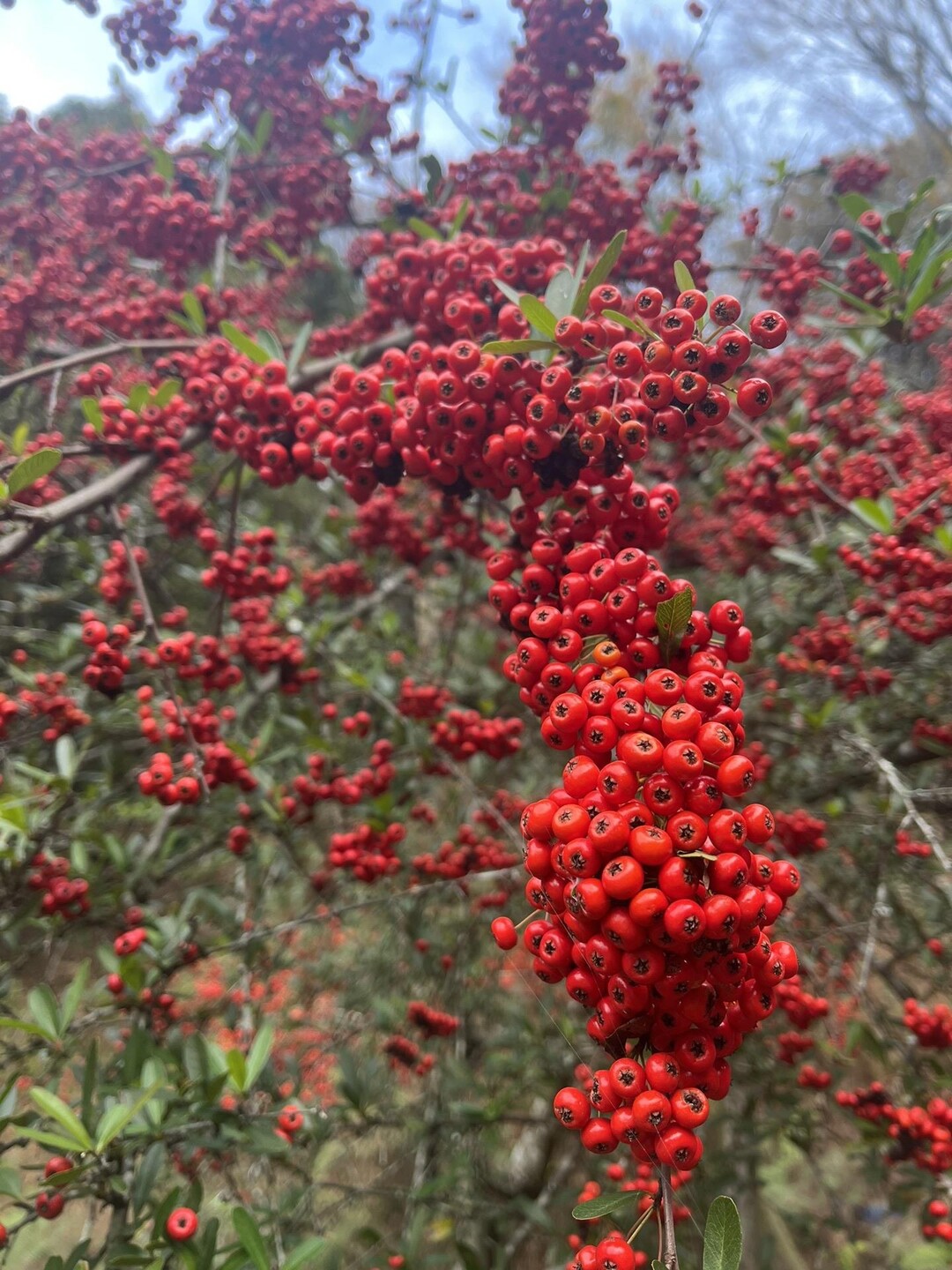 喜撰山 / かまどんさんの大吉山（仏徳山）・喜撰山の活動データ | YAMAP / ヤマップ